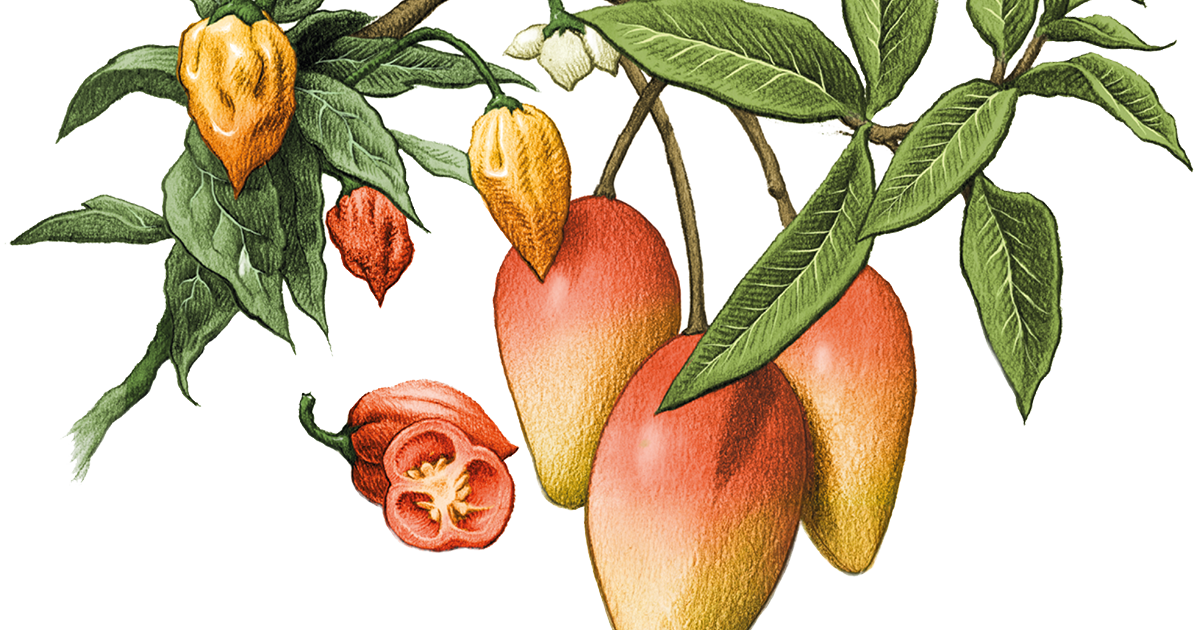 Tropical Blaze | Two Chefs Brewing
