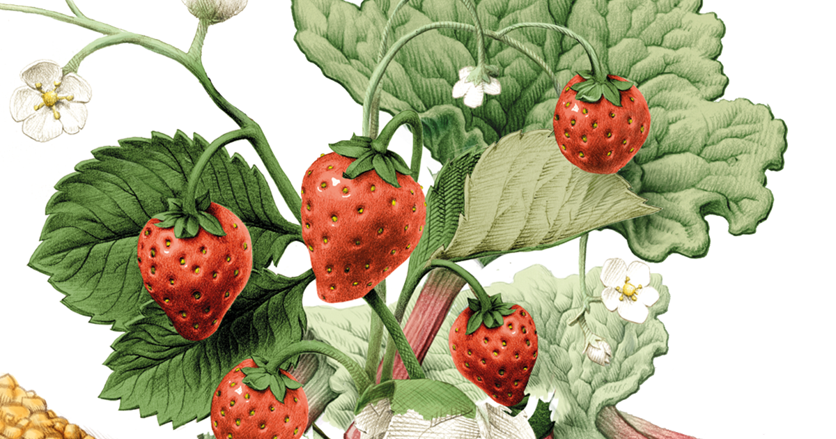 Ruby Flashback | Two Chefs Brewing