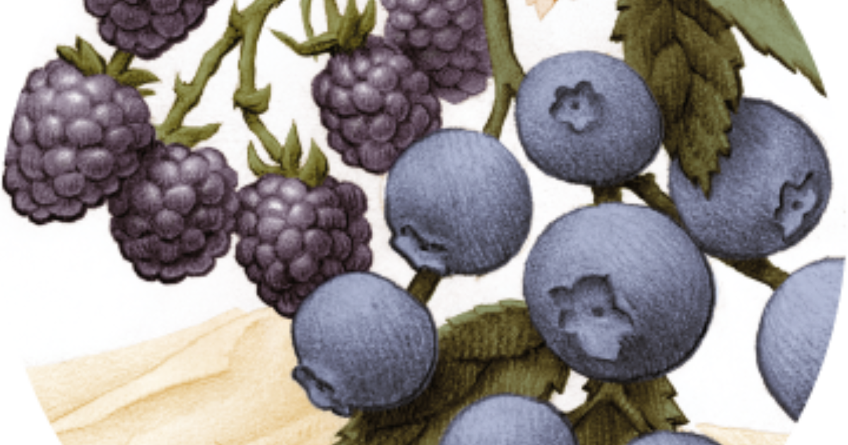 Berry Me In Chocolate | Two Chefs Brewing